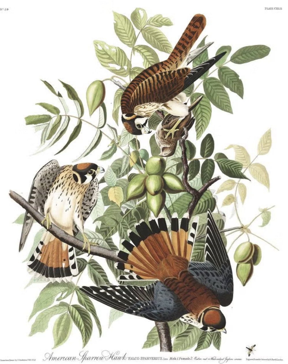 Audubon Birds