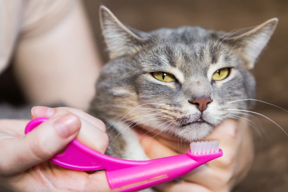 5 Steps To Brush Your Cat's Teeth Quickly & Efficiently!