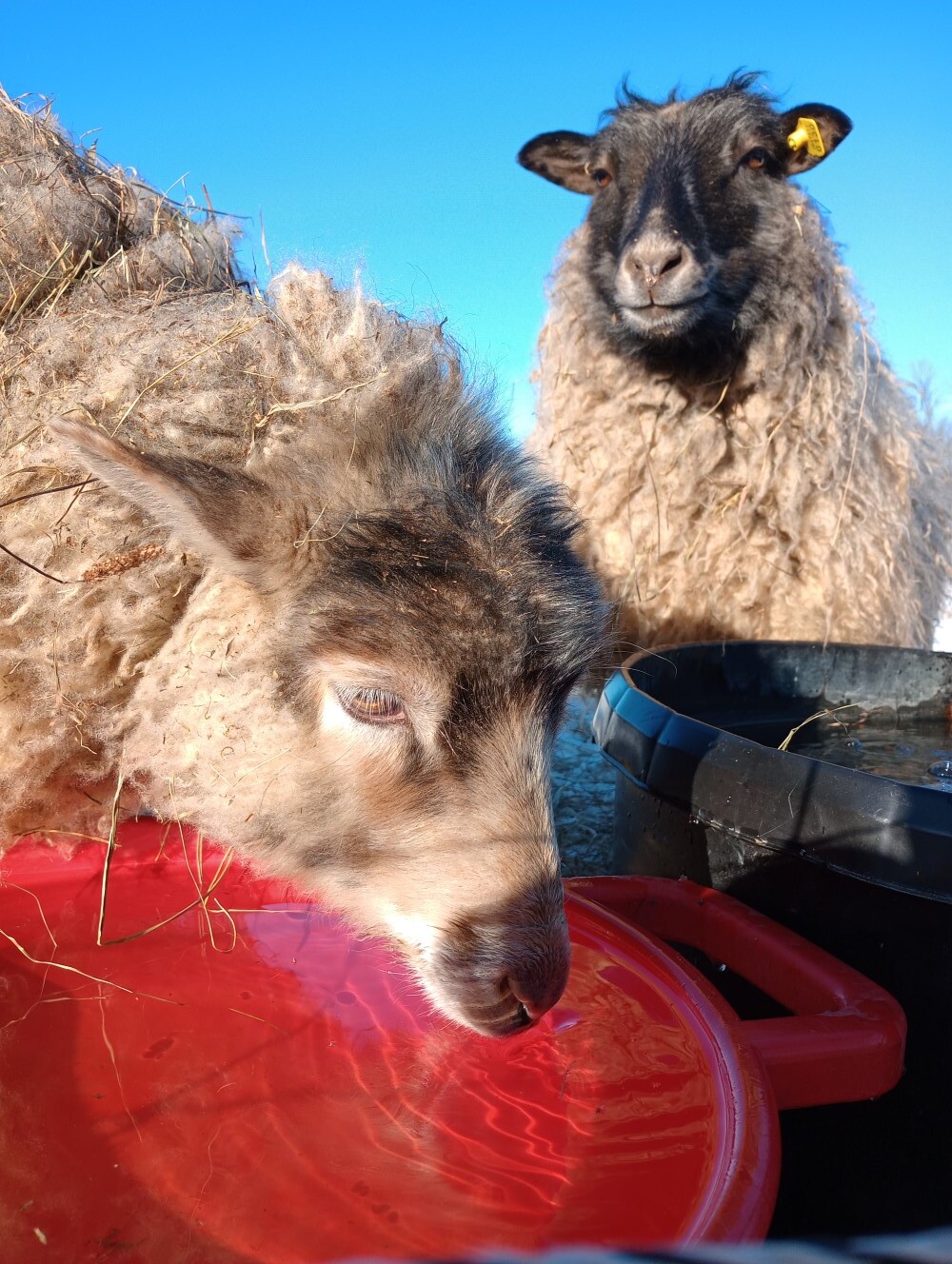 Sheep May Safely Drink