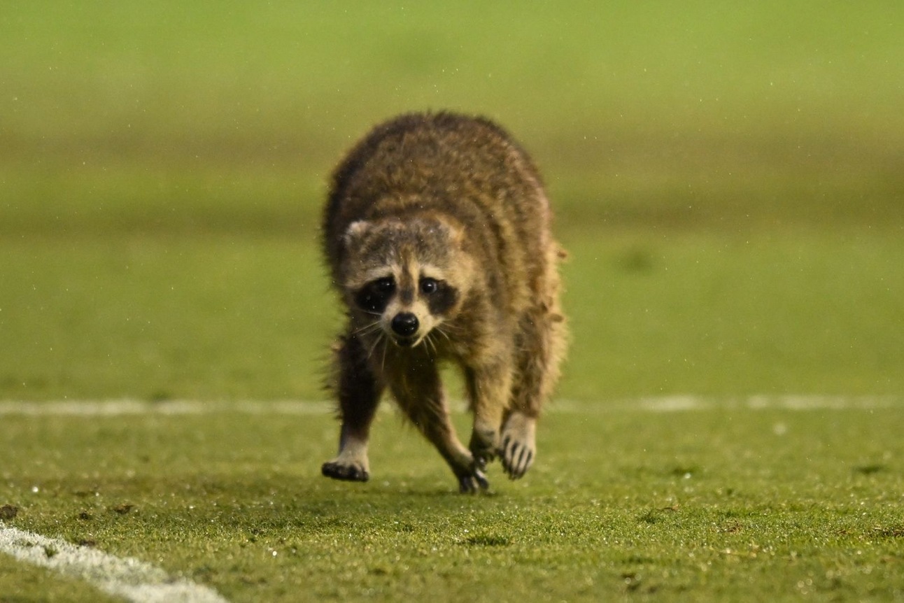⚽️ Raquinho the Superstar