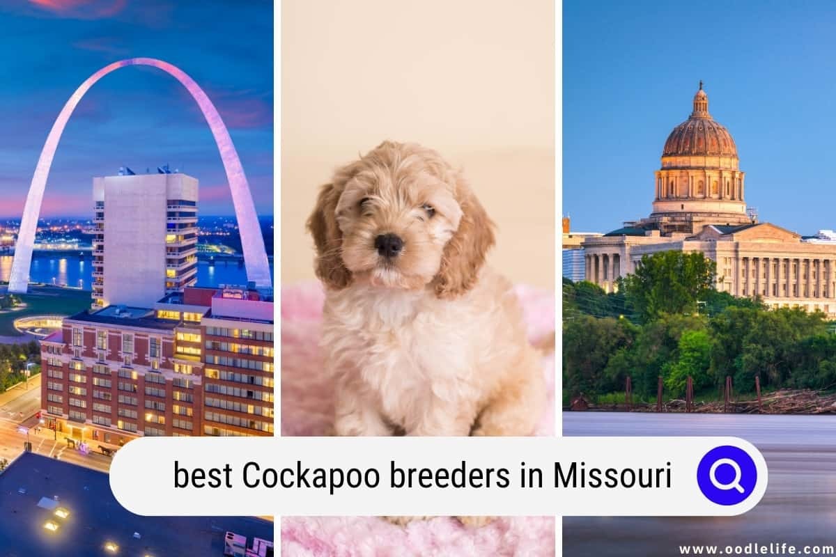 Best Cockapoo Breeders In Missouri (2024 Update)
