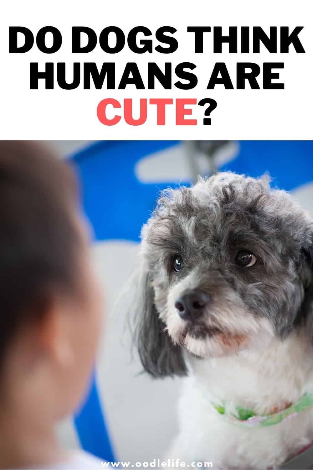 Do Dogs Think Humans are Cute?