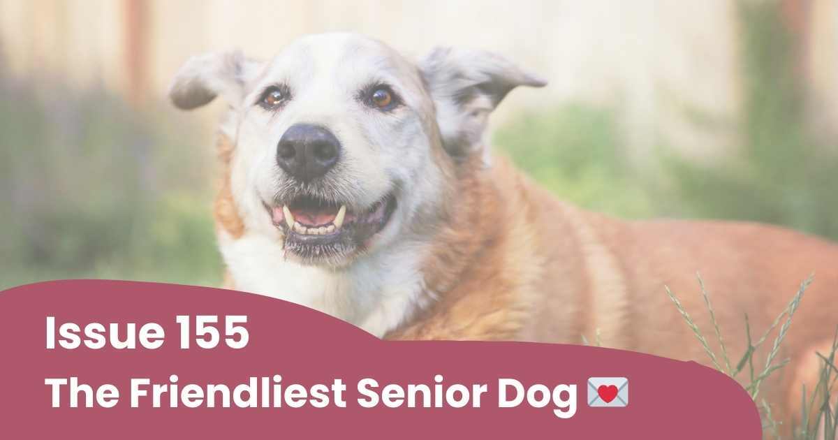 💌 The Friendliest Senior Dog
