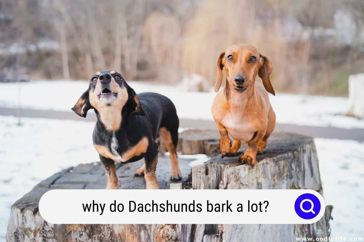 Why Do Dachshunds Bark a Lot? (Strategies)