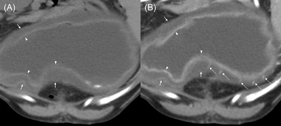 What does gastric wall edema look like in dogs?