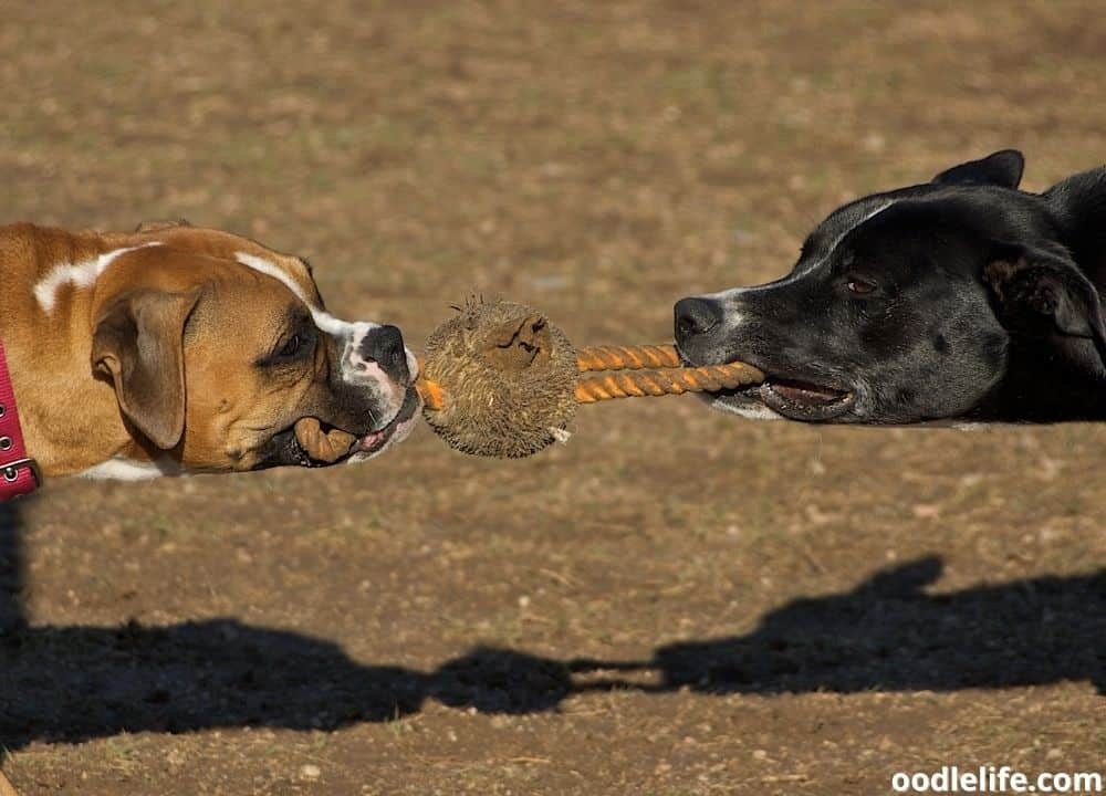 Is Tug of War BAD for Dogs? (The Truth)