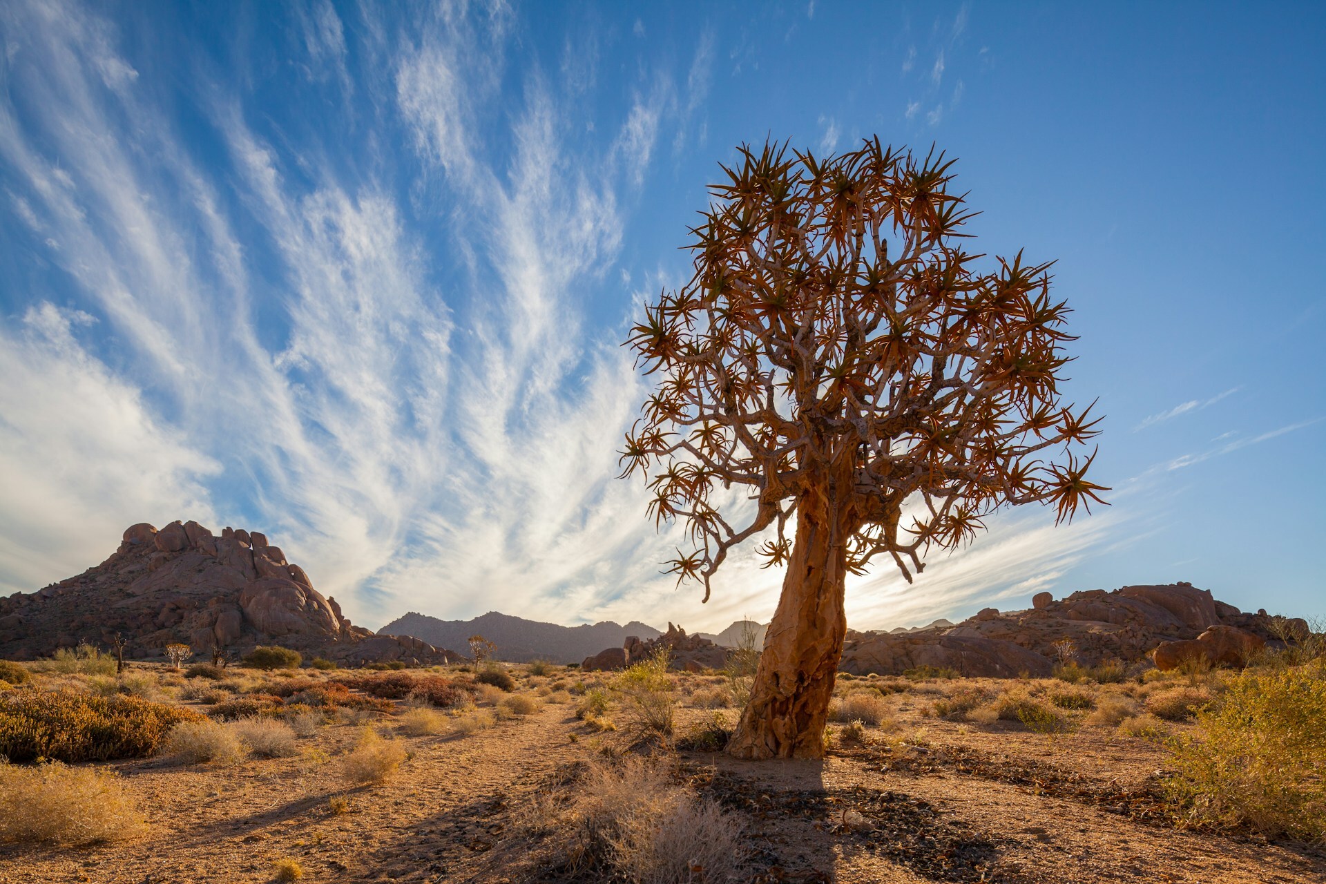Exploring the Four Rarest Trees on Earth
