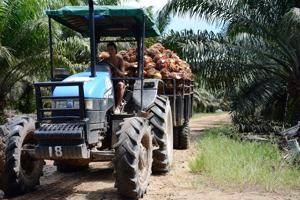 Case Study: Plantation Company Turnaround with Record Cash & Dividend