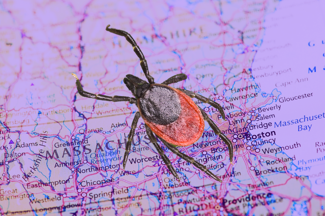 🪲 Tick, tick … Babesiosis!