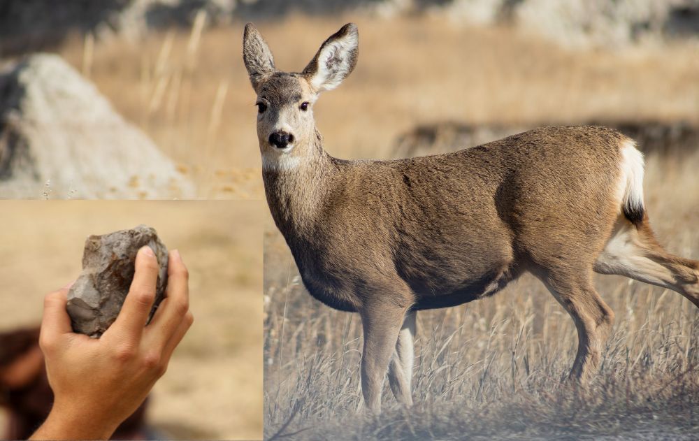 Fourteen Arizona Poachers Indicted on Dozens of Wildlife Charges