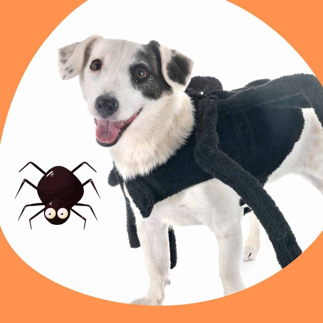 4 Best Dog Spider Costume Reviews (Small Dogs and Large)