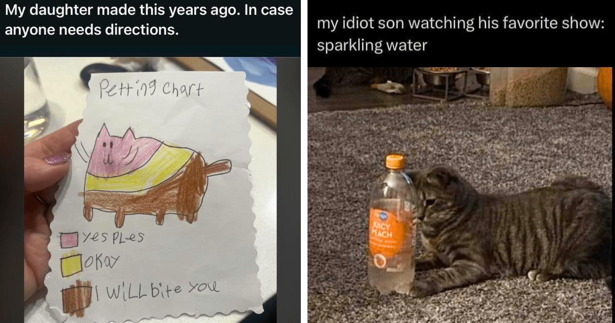 Hissterical Caturday Memes Full of Feline Funnies 🤩🤣