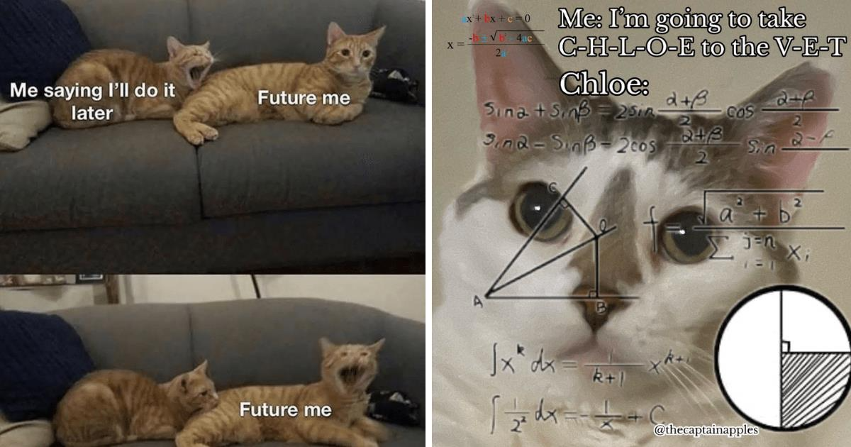 Pawsome Sunday Delights - Cute And Funny Cat Memes