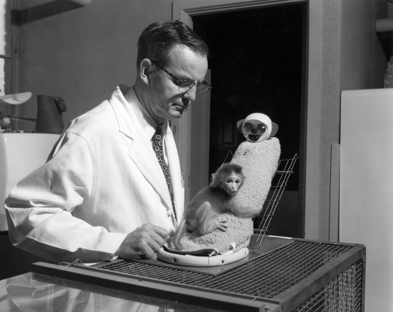 El Experimento de Harlow: la crueldad en nombre de la ciencia 🐒