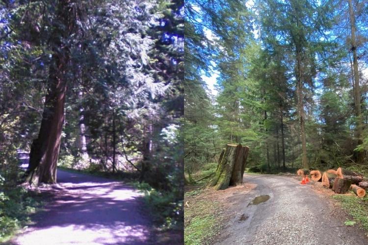 Concern grows as 200+ year-old cedars cut down in Stanley Park