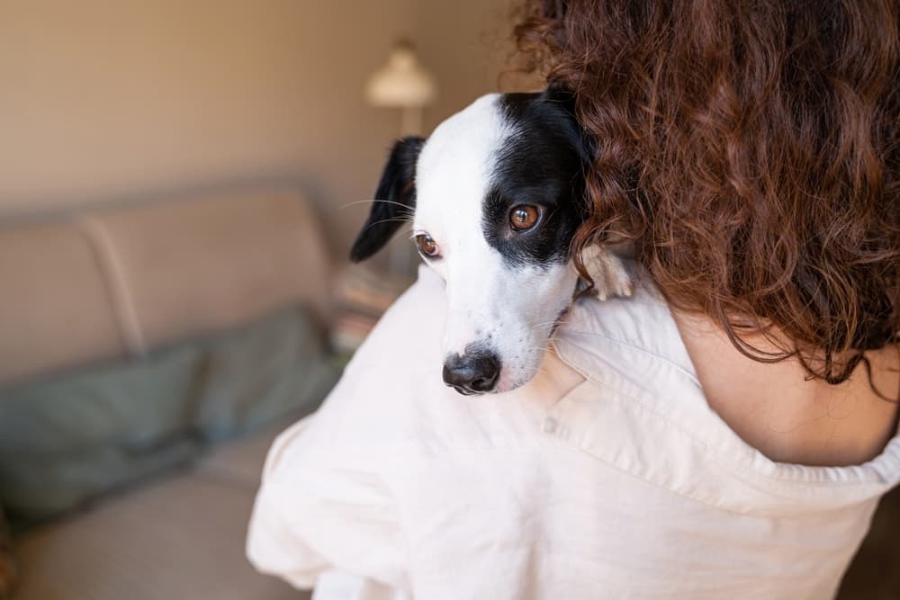 How To Properly Carry Your Senior Dog - Tips to Help!