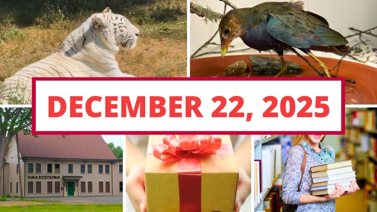 Local last-minute gift ideas, a rare bird lands in Massachusetts & more!