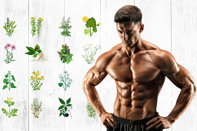 Boost Testosterone Naturally with These 20 Powerful Herbs