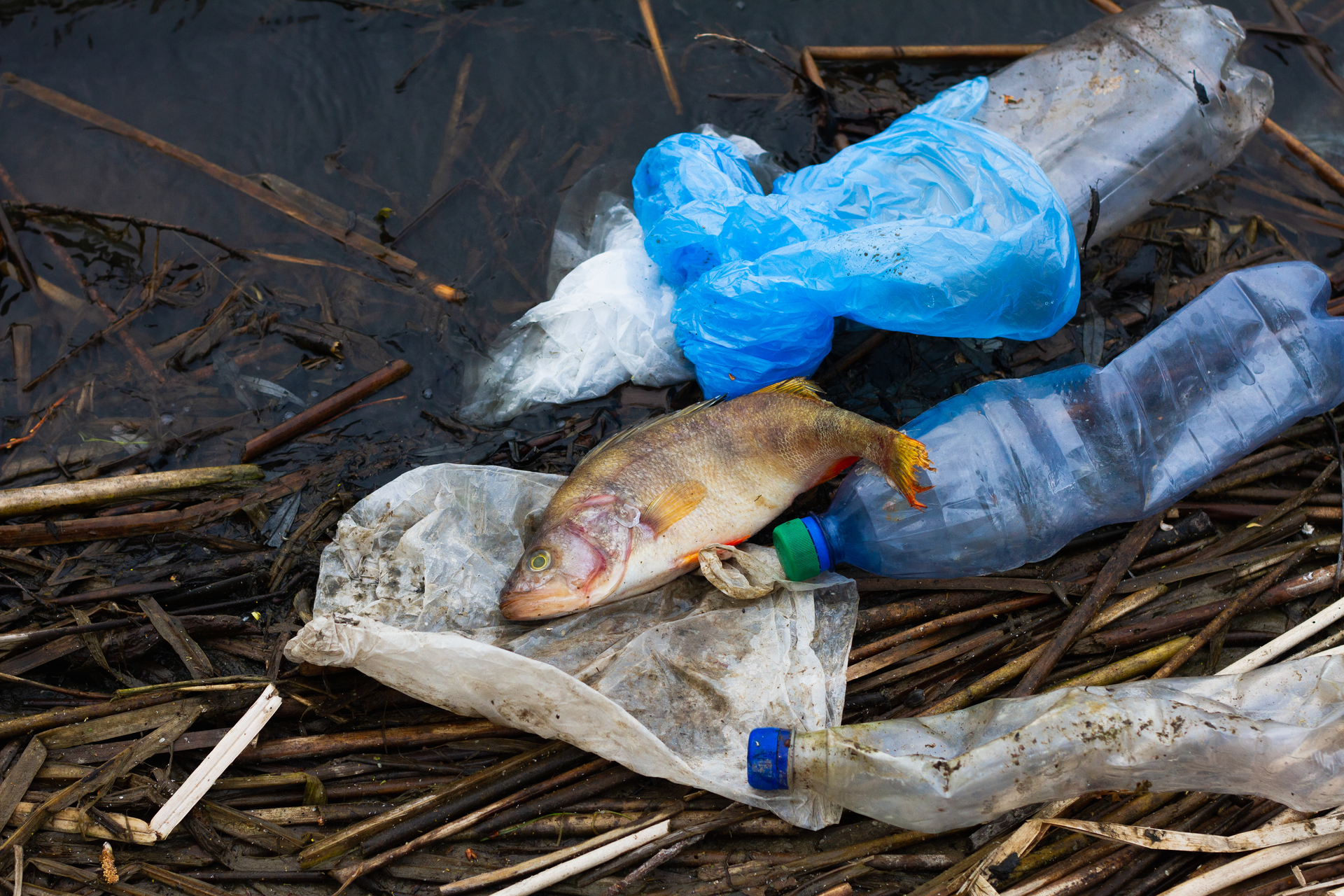 The Plastics Pipeline: How Microplastics Pollute Our Rivers