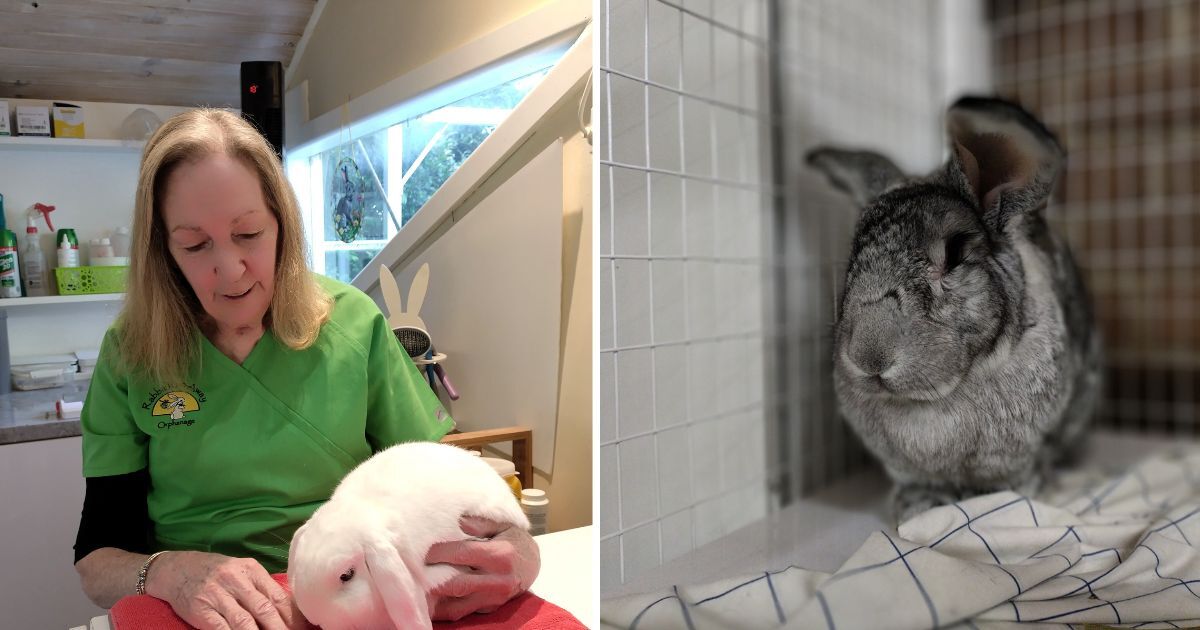 In Olinda, the rabbits are breeding like rabbits, and it’s causing a ...