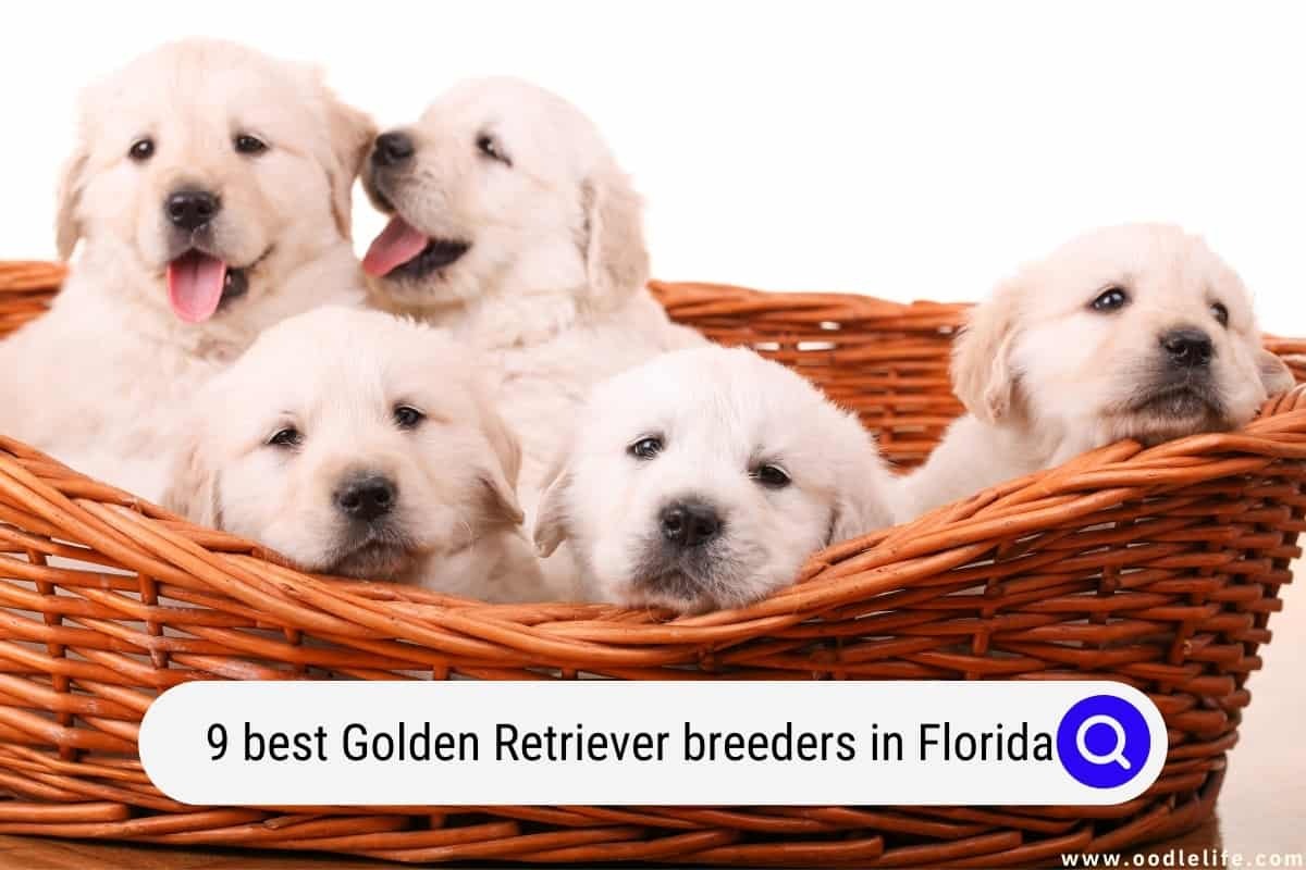 9 Best Golden Retriever Breeders in Florida (2024)