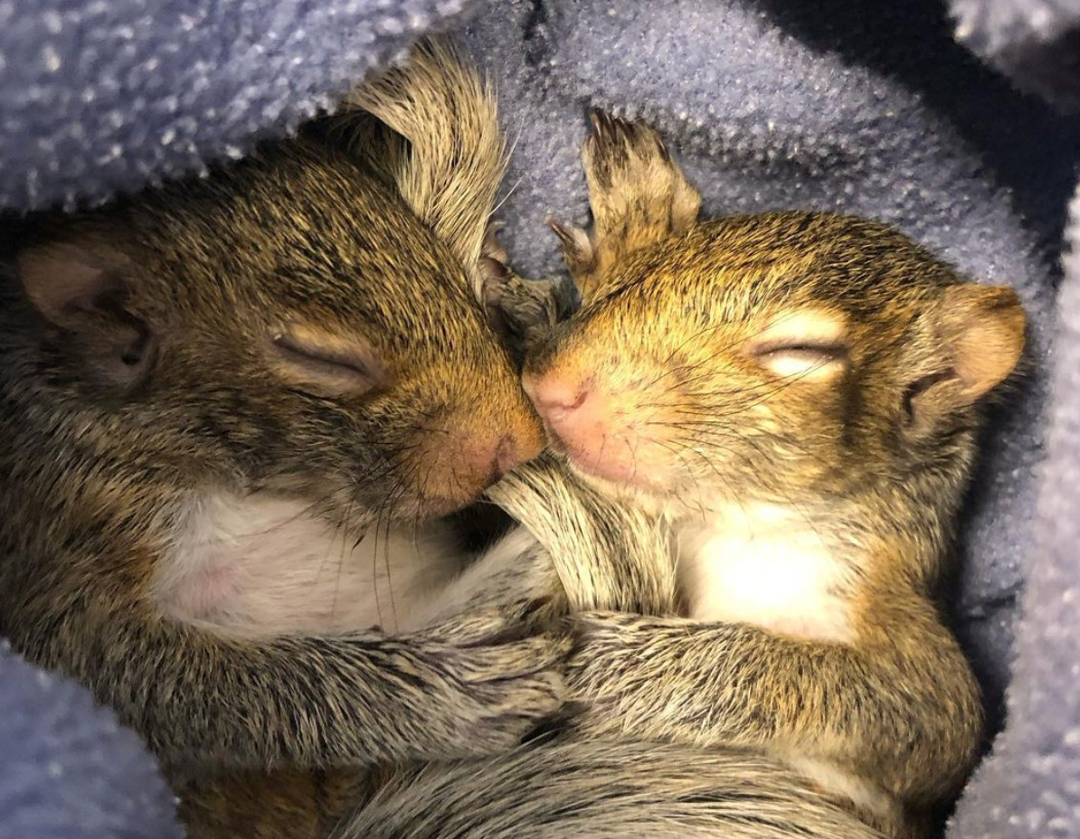 How to save a squirrel: The Abbotsford woman who has devoted decades to ...