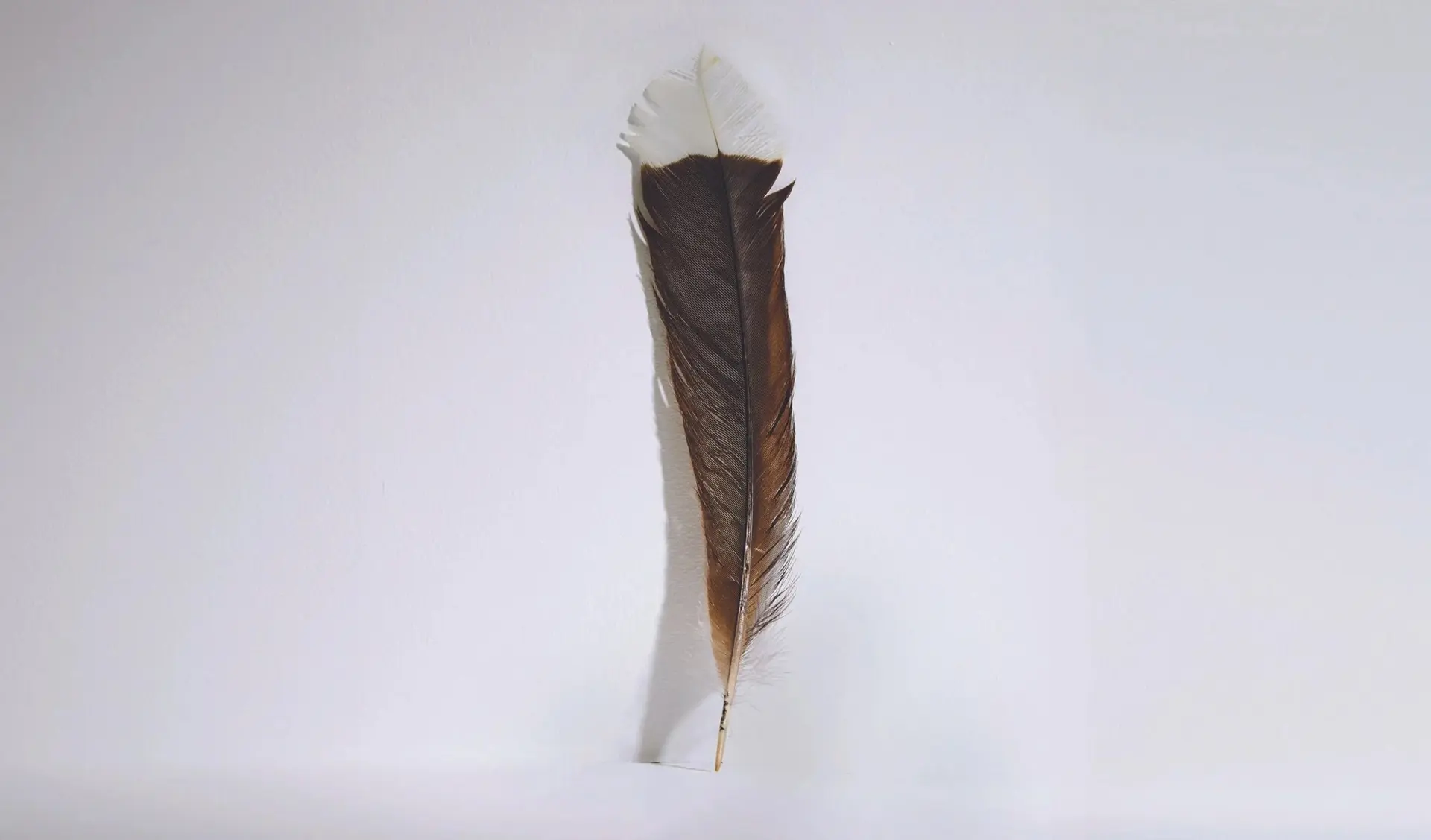 Extinct Huia Bird Feather Fetches Record Price at Auction