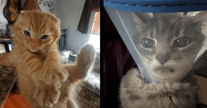 Zesty Mix of 😾 Grumpy Cats: Quirky Feline Moods for a Purr-fectly Goofy Day