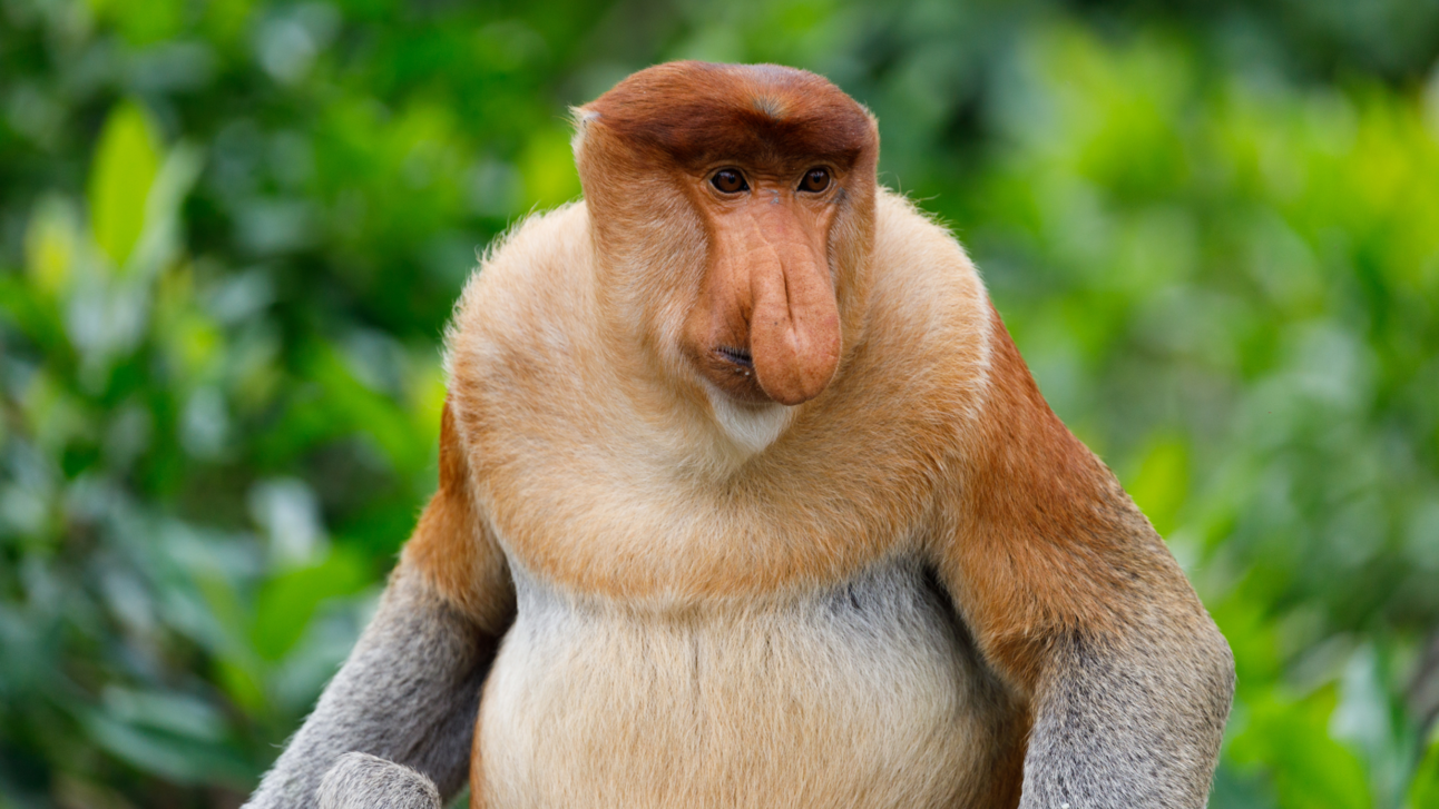 Proboscis Monkey: Borneo’s Big-Nosed Marvel