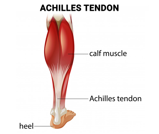 Understanding the Anatomy of the Achilles Tendon for Pickleball Player