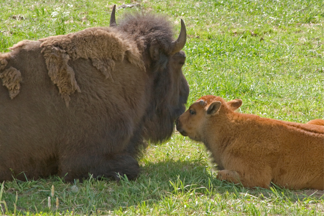 Two new baby bison kick off Fermilab's calving season