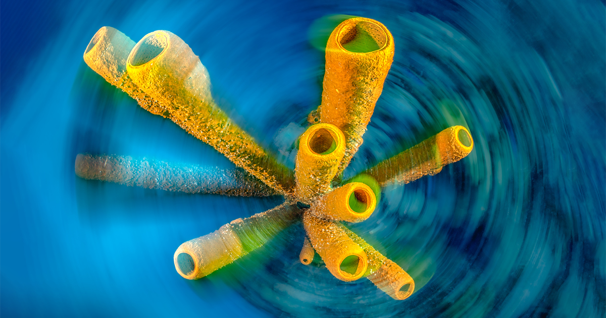 Becoming a Spinmaster: Perfecting the Spin Shot Technique in Underwater ...