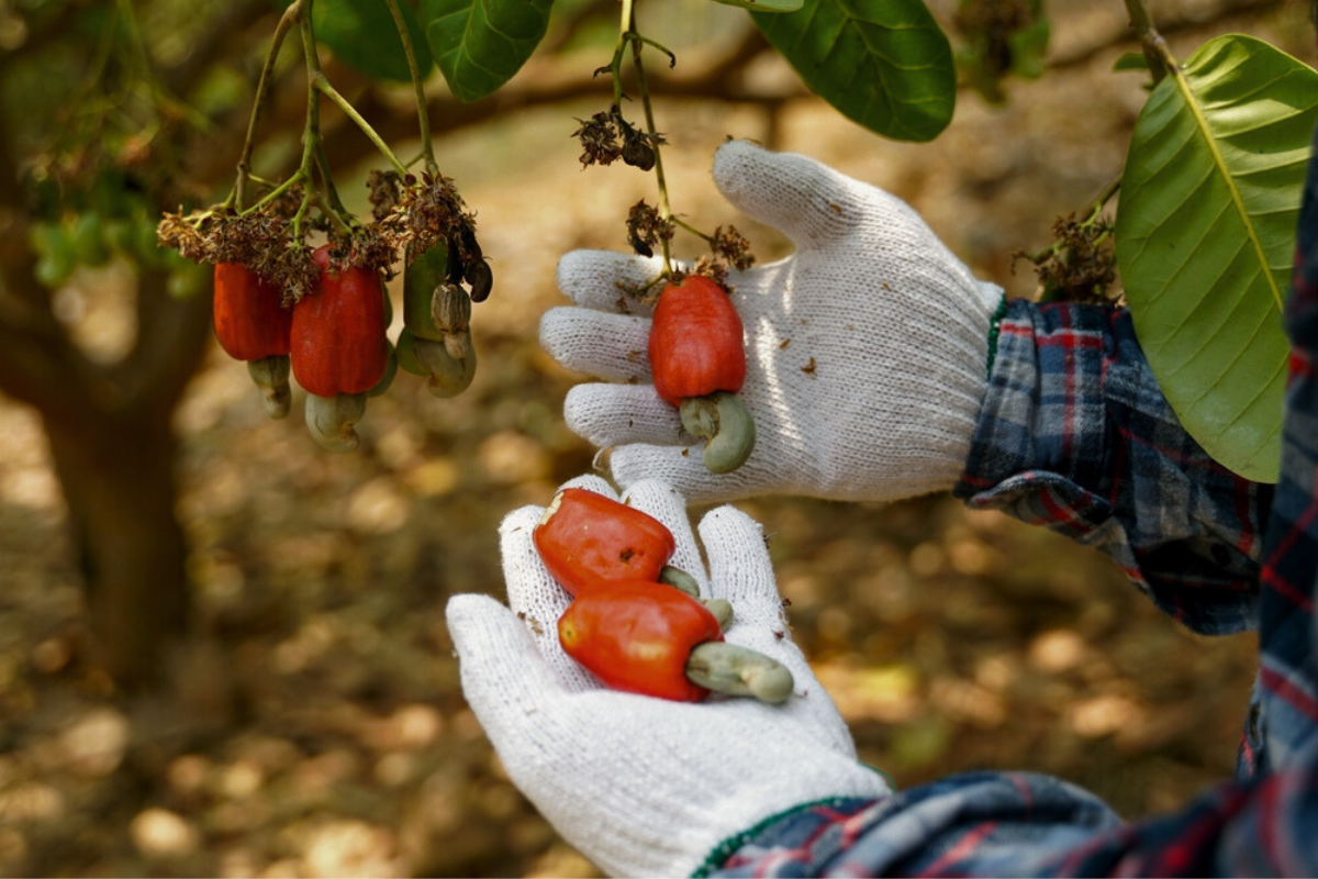 Beetles create a “bug apocalypse” in Brazil’s Northeast