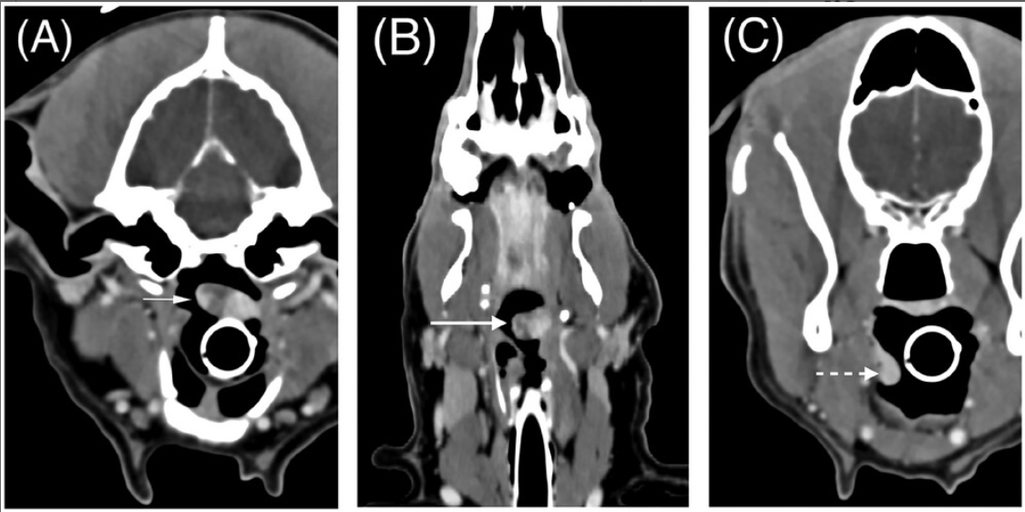 CT Diagnosis of Bilateral Tonsillar Polyps in a Dog