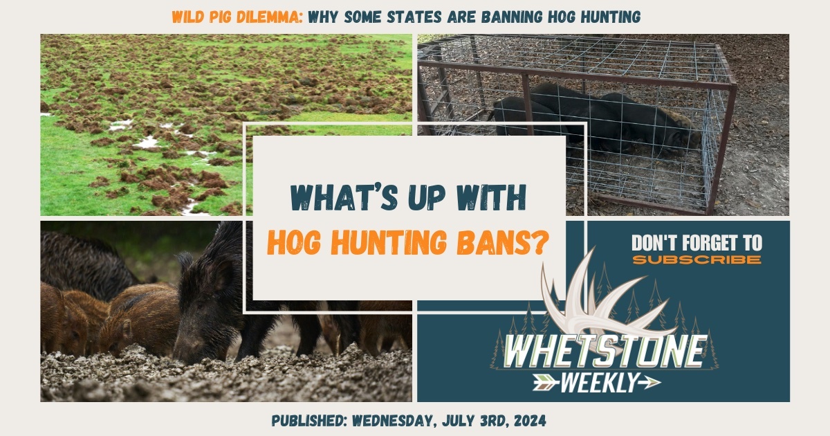 The Wild Pig Dilemma