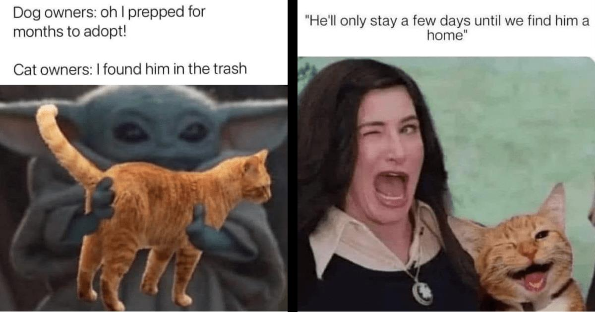 Fiery Hearted Feline Memes For All Who Pspspsps Their Way to the Weekend 😹