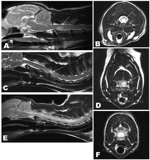 Central cord syndrome in cats
