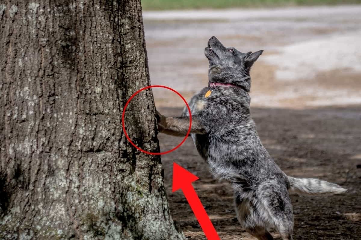 Can Dogs Climb Trees? [Wow!]