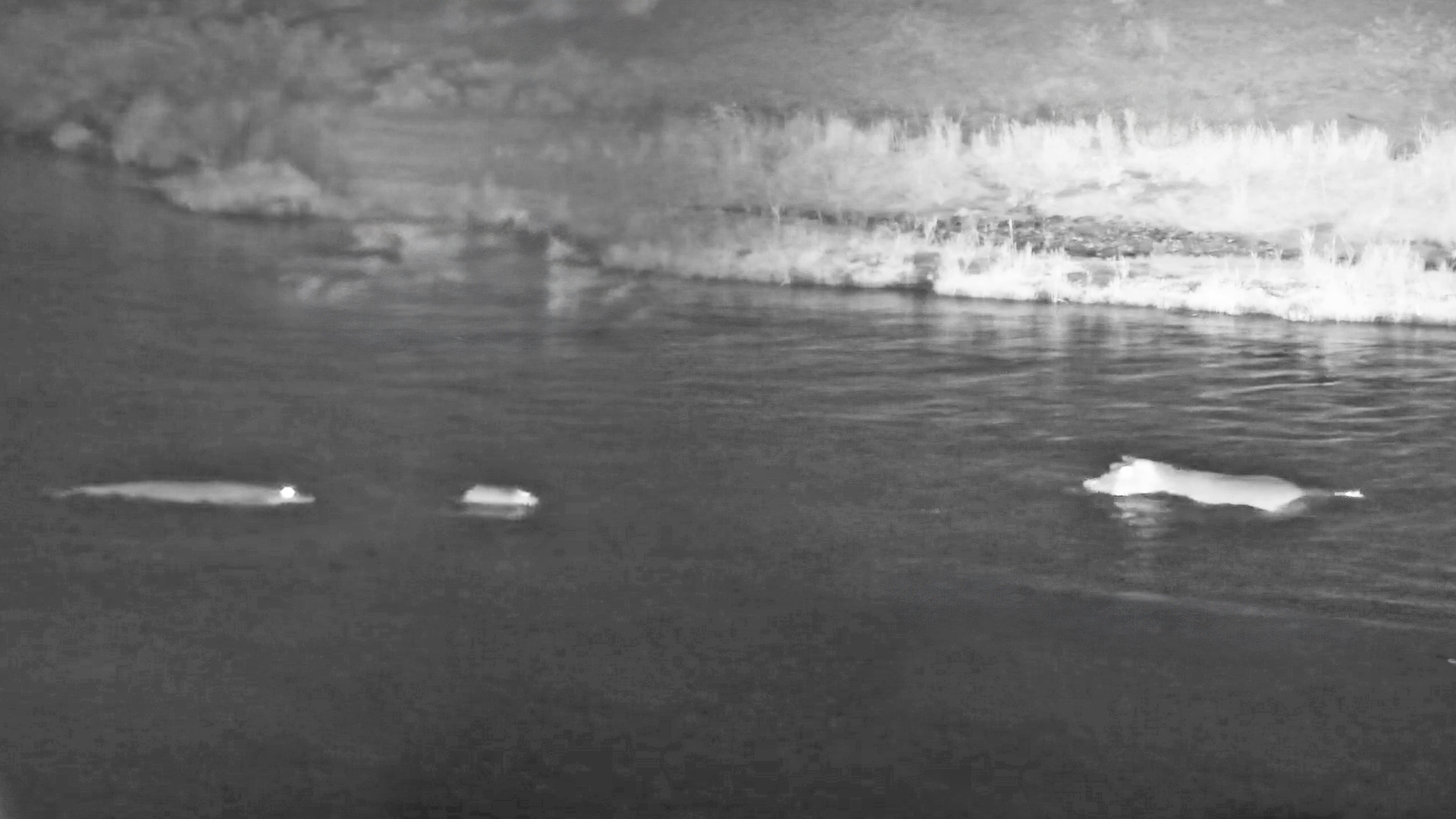 Crocodile Sprints After Baby Hippo