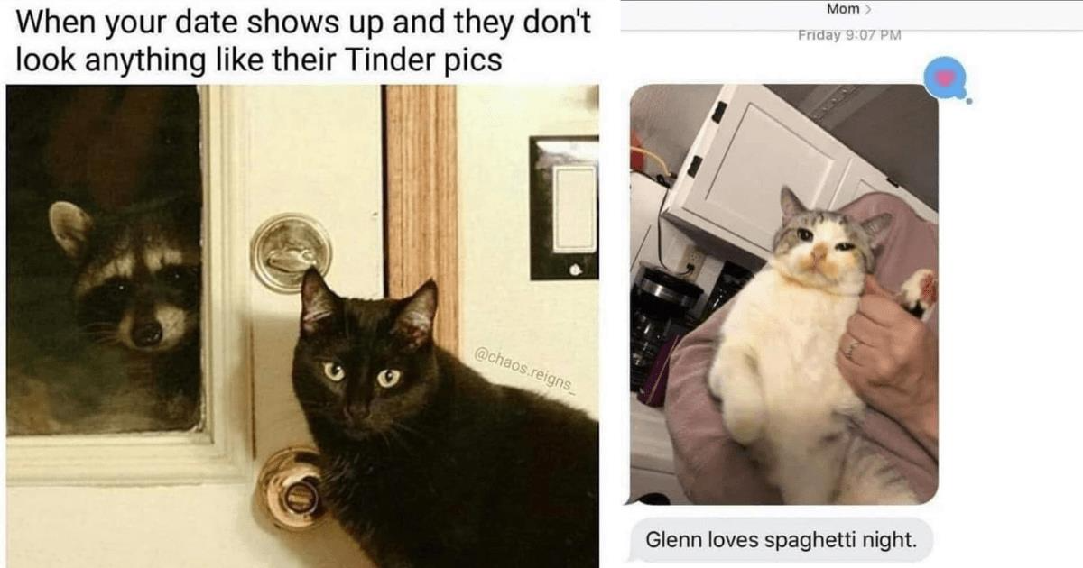 A Freshly Soiled Litter Box Full Of Hilarious Cat Memes 😂