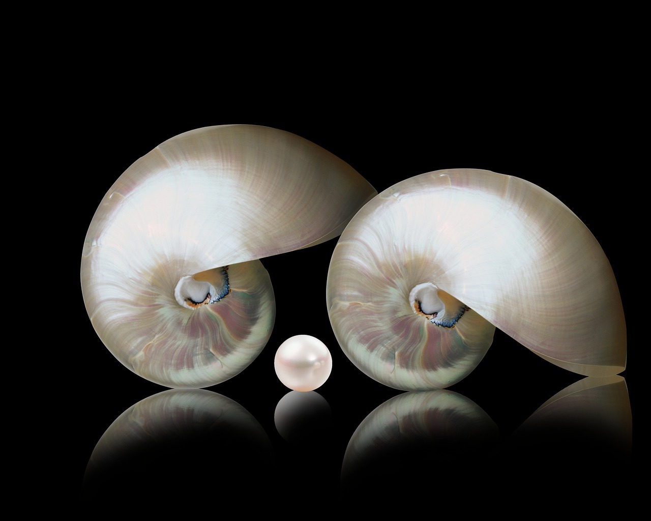 Engineers Develop Programmable, Shell-Inspired Materials for Impact ...