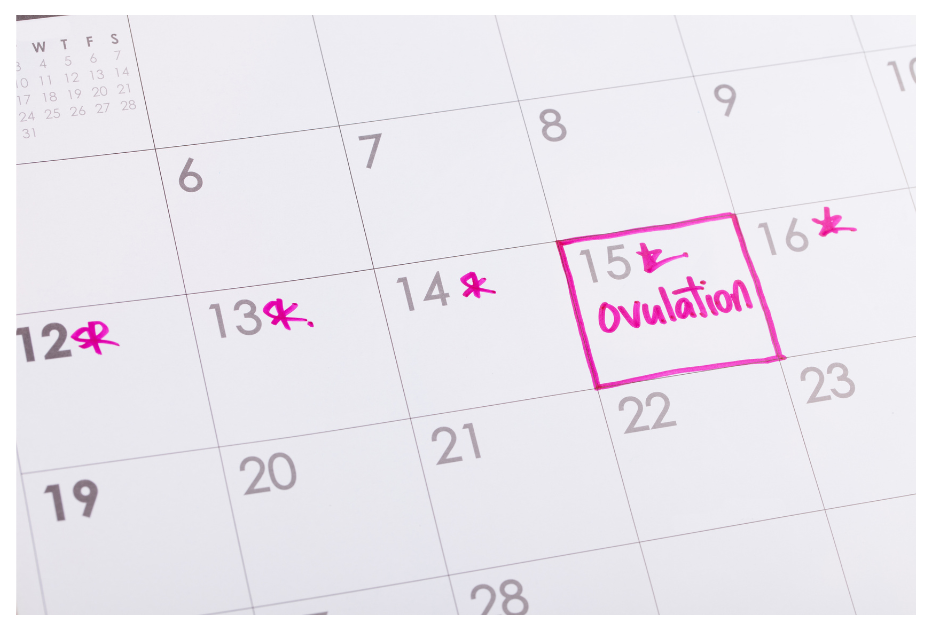 Ovulation, Procreation, and Expectation, Oh My!