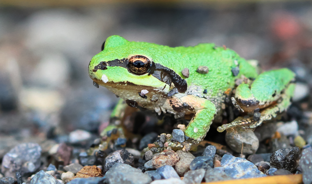 Meet your local frog neighbours—and invaders