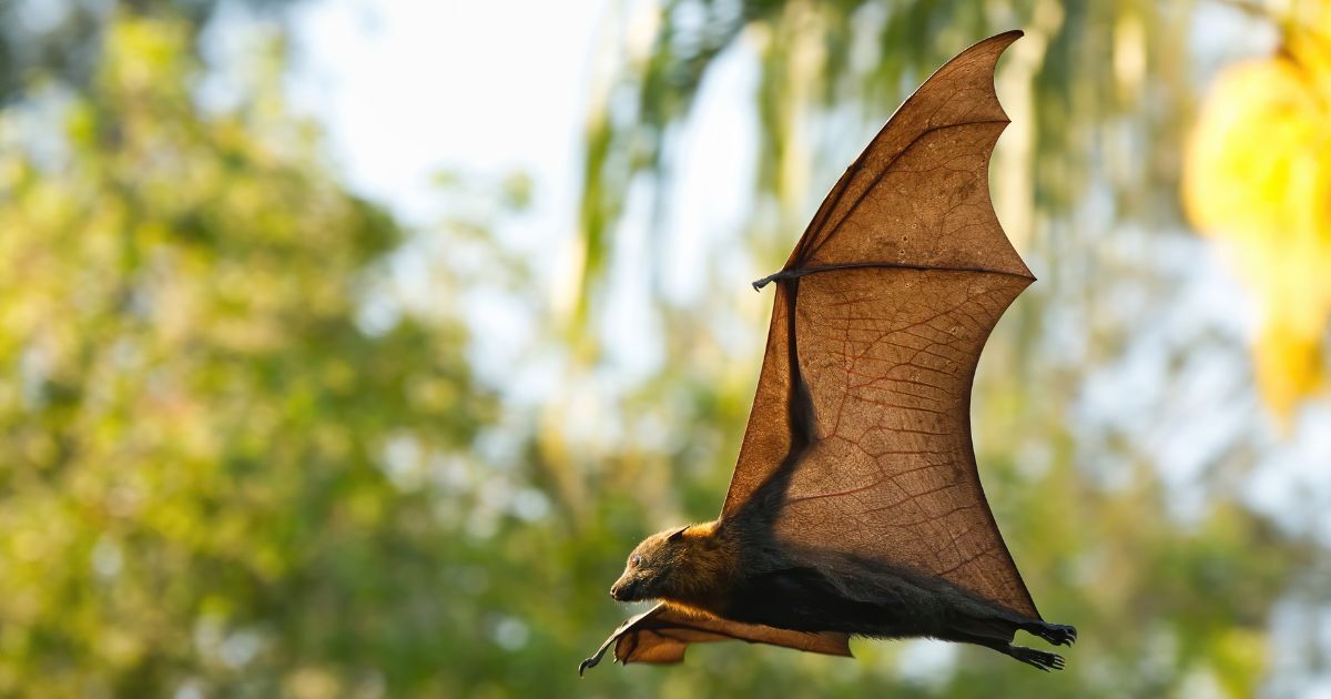 Hundreds of flying foxes die in record-breaking heatwave across Melbourne