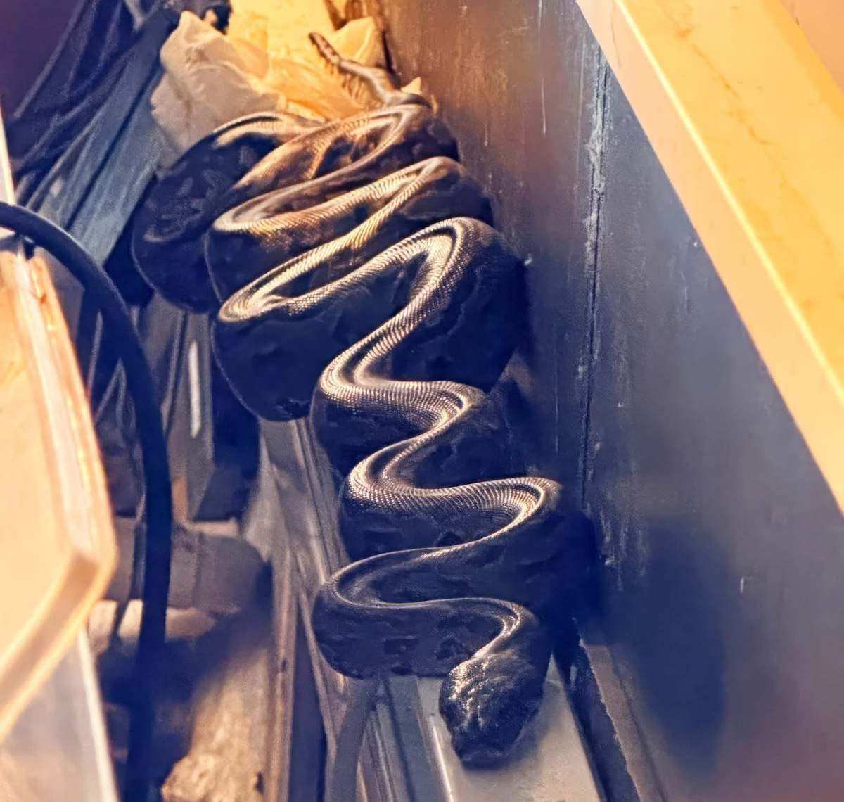 Python Found Behind Coffee Machine Shocks Waitress at Mugg & Bean