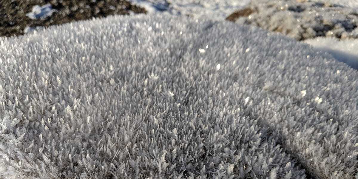 BAN #196: Gonggong, Hoar frost, Cyanobacterial bloom