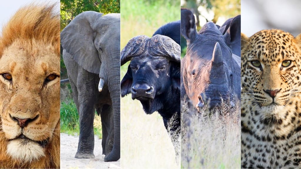 The Big 5 Up Close