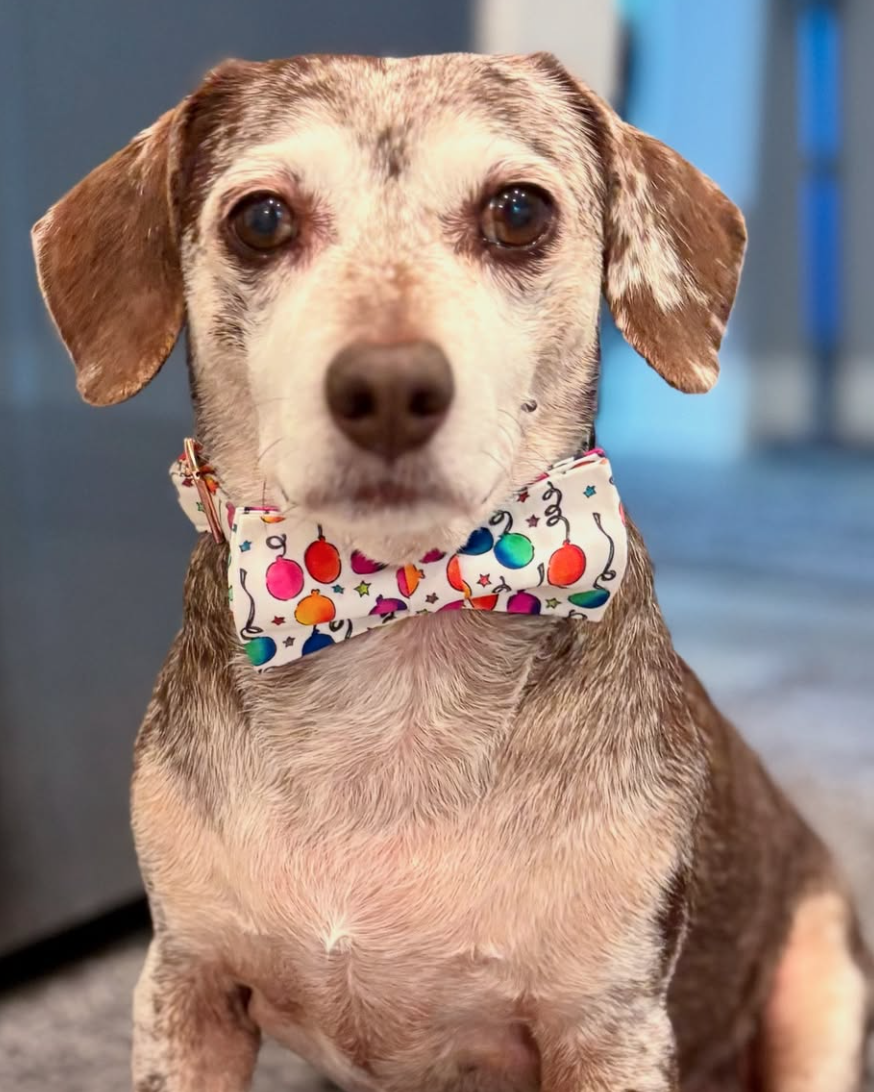 🐶 ️🐶 Why Do Dogs Just Know Our Emotions? 🐶 ️🐶