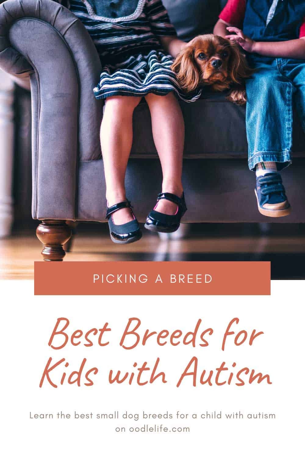 Best Small Dog Breed for Autistic Child