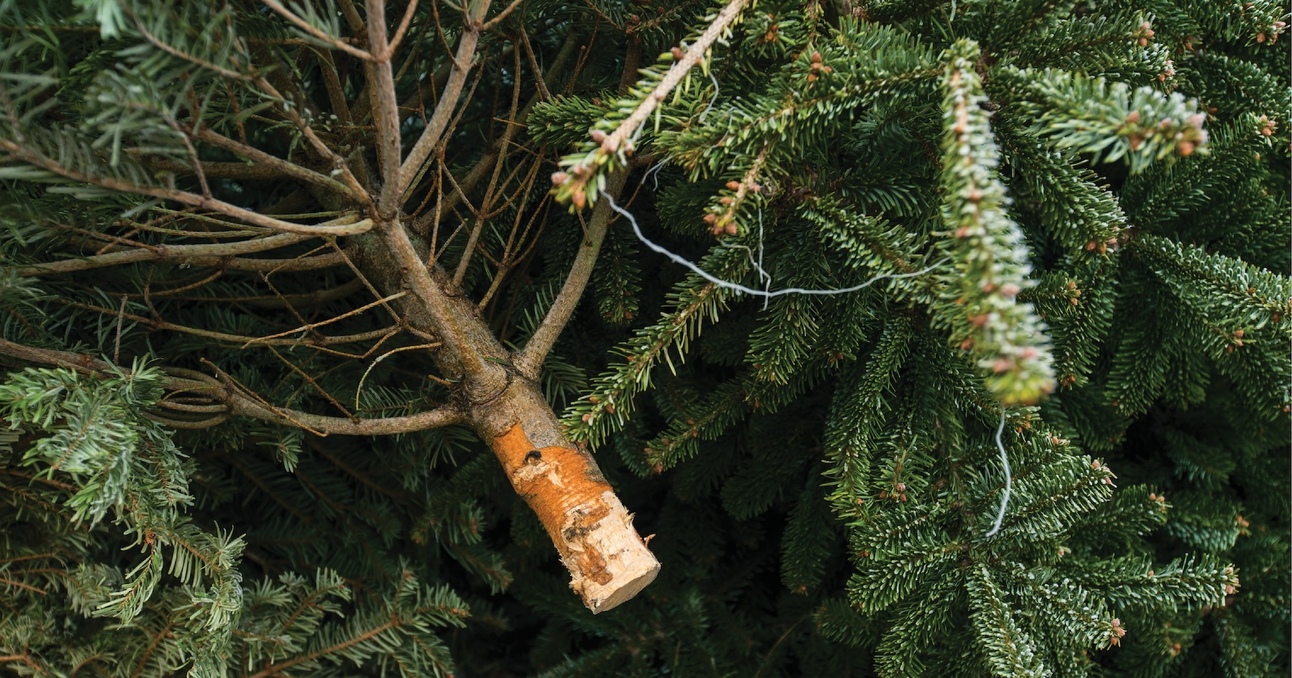 4 Spots Around Town To Drop Your Christmas Tree Off